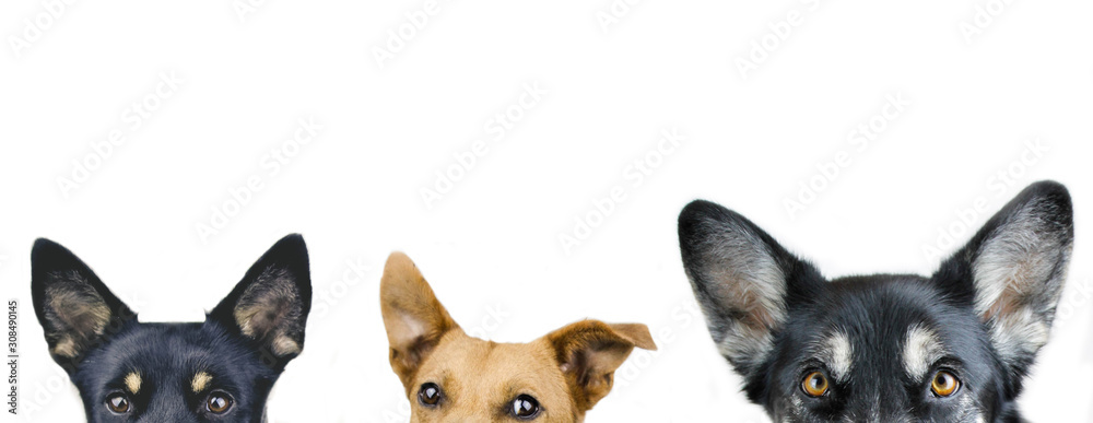 Dog Stock Photo | Adobe Stock