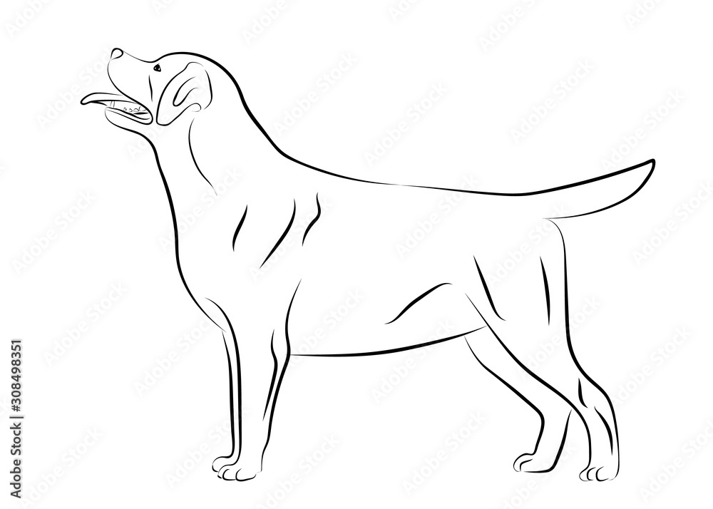 Labrador Retriever dog. Isolated outlined sketch, logo contour vector ...