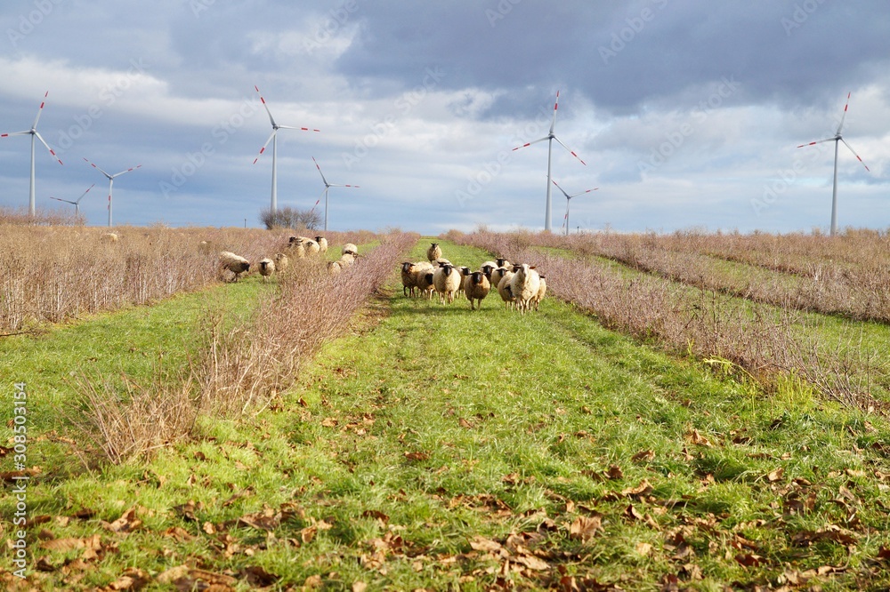 sheep weed control. Grazing Animals as Weed Control Agents. Grazing ...