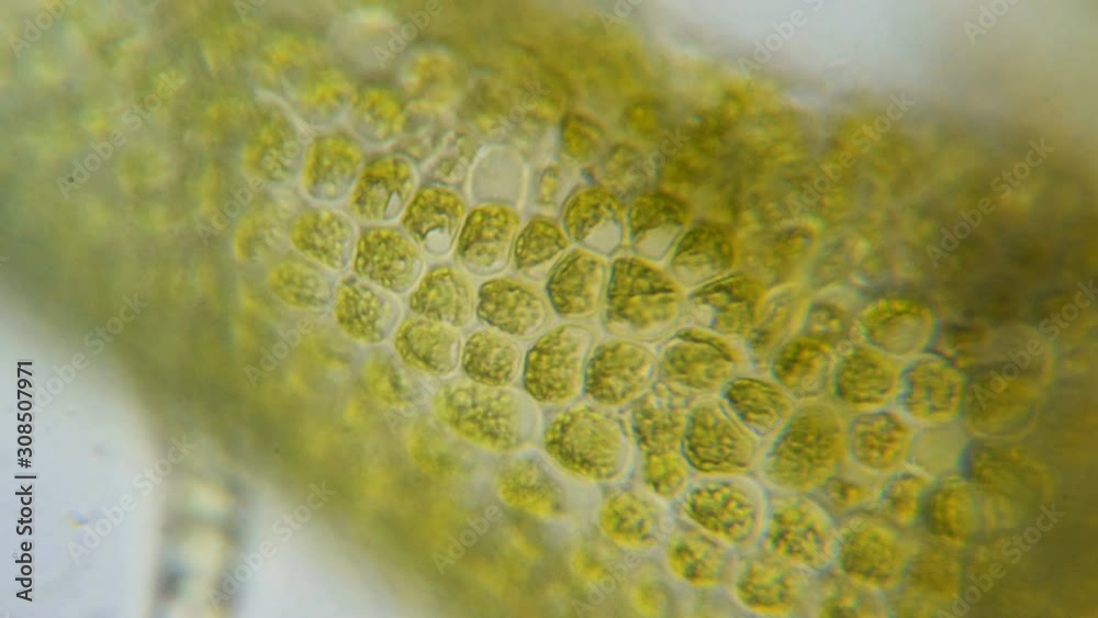 Vídeo do Stock: Chloroplast under a microscope. Chloroplasts in plant ...