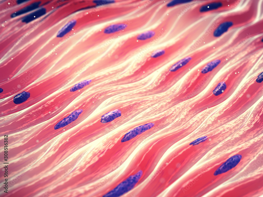 Myocytes, Smooth muscle cell tissue Stock Illustration | Adobe Stock