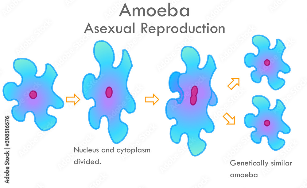 Mitosis Diagram Amoeba Sisters
