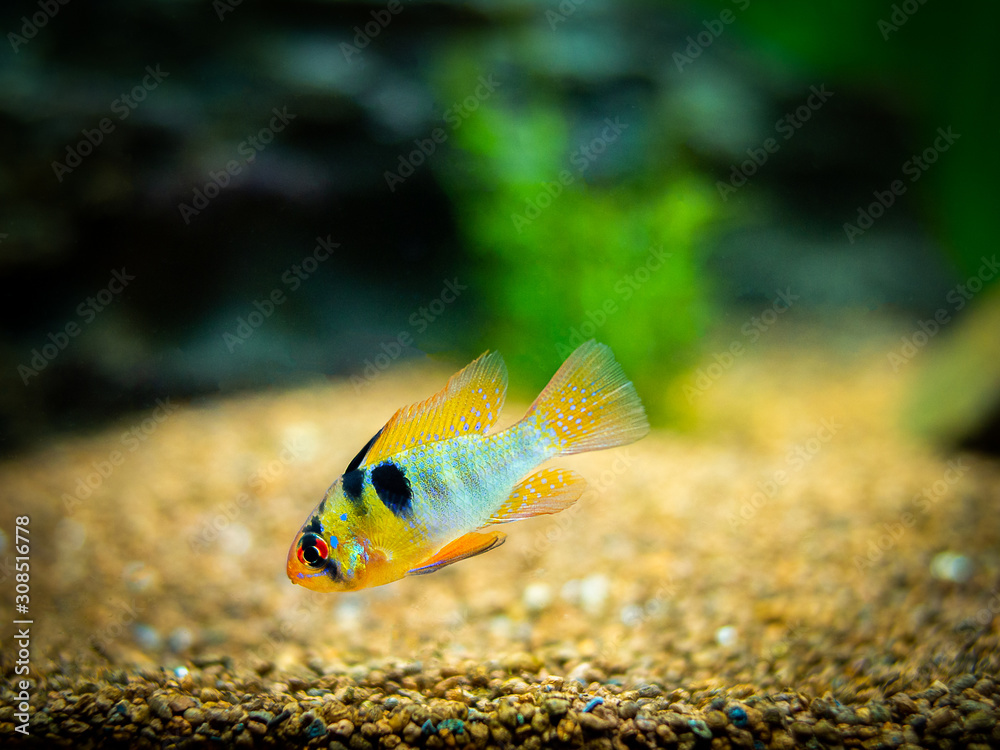 ram cichlid (Mikrogeophagus ramirezi) in a fish tank Stock Photo ...