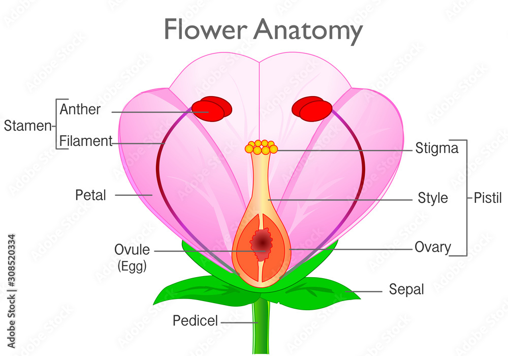 Anatomy Flower Plant Reproductive System Diagram Annotated Flowering