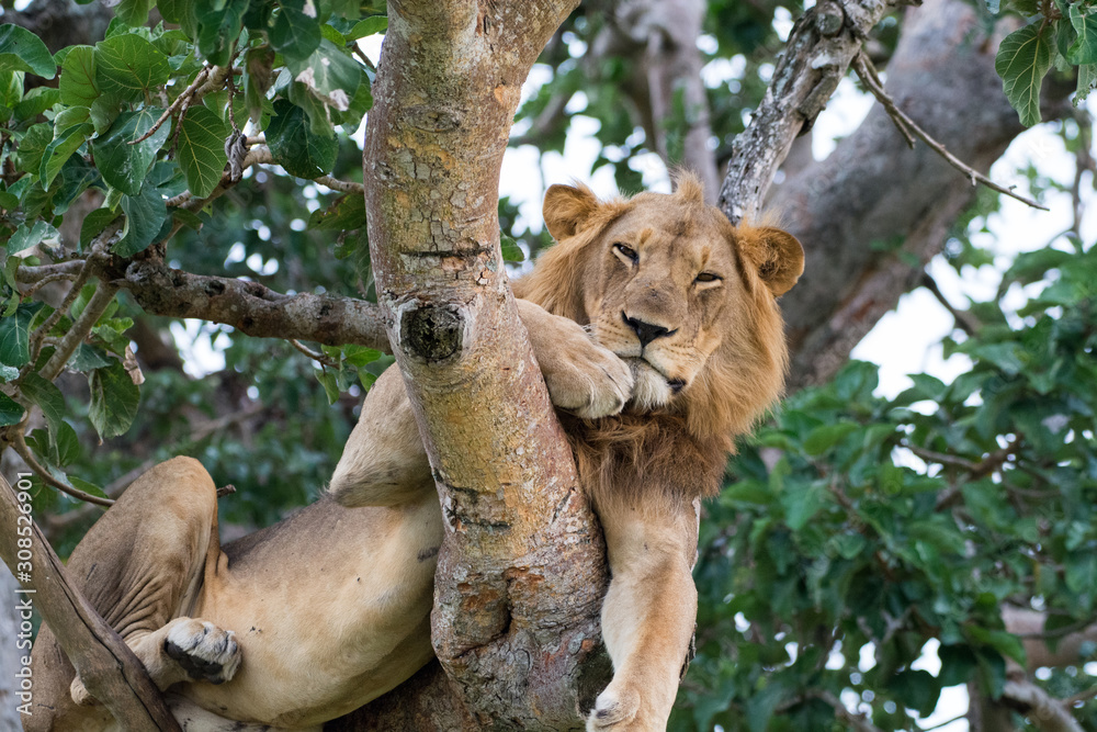 Famous male tree climbing lion king relaxing and sleeping at Ishasha ...