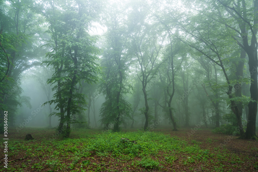 A foggy day in Hoia Baciu Forest, the most famous haunted forest in the ...
