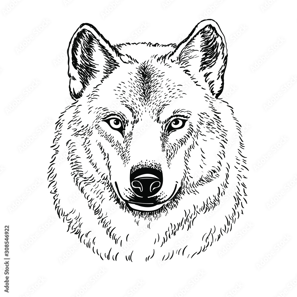 Muzzle Wolf isolated on white background. Black and white. Template ...