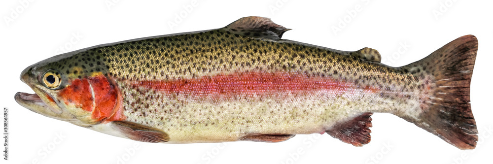 Poster Rainbow trout fish isolated on white background. Side view ...