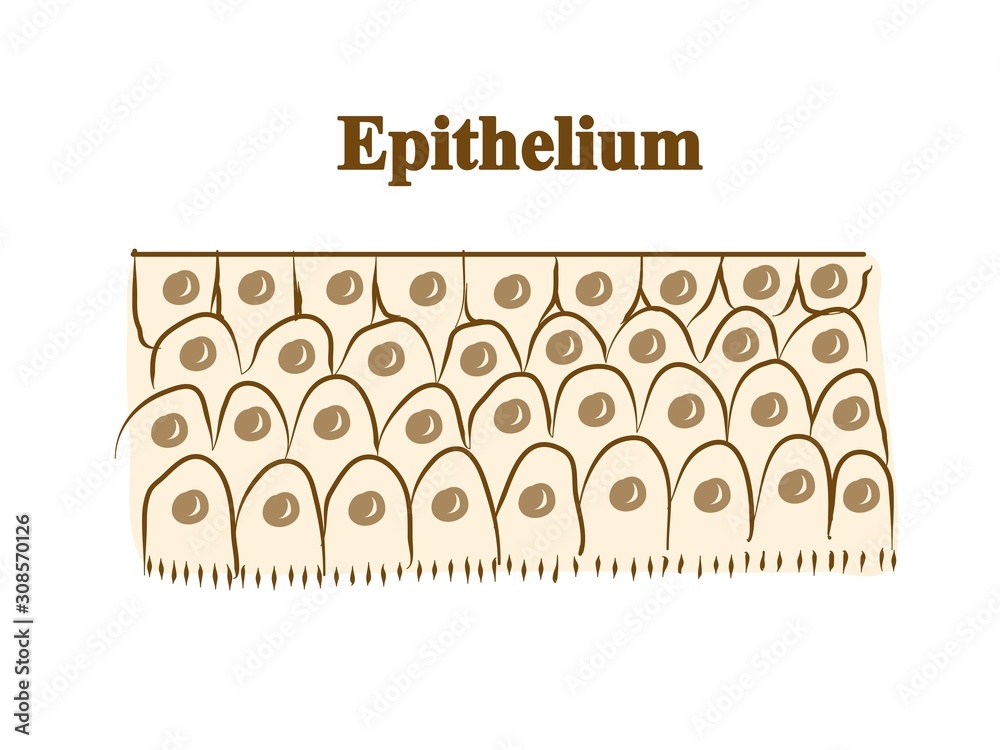 Epithelium. Body cells. Graphic illustration. Hand drawing, contour of ...