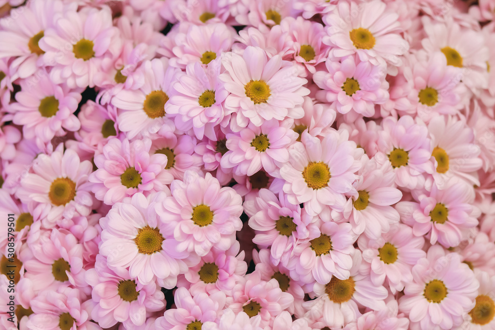 Pink Daisy Background