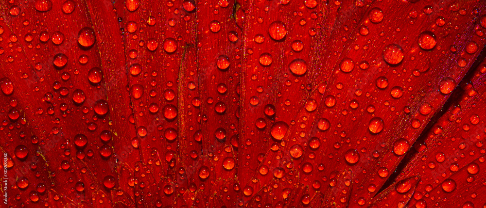 Abstract red background in drops of water. Texture of flower petals in ...