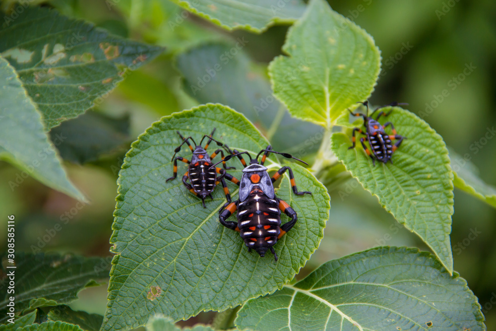 pyrrhocoridae fire bugs or field insects in nature Stock Photo | Adobe ...