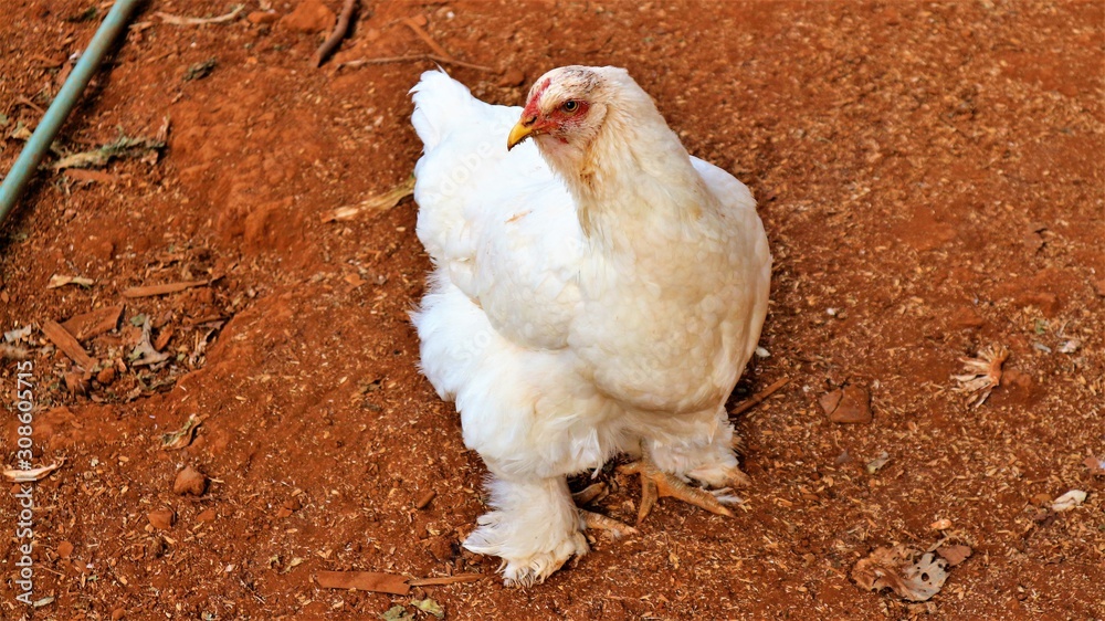 Brahma chicken is on a farm in Thailand. Stock Photo | Adobe Stock