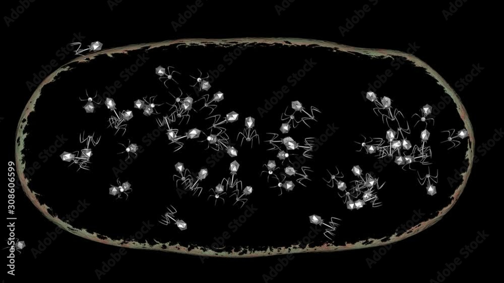 Phage therapy viruses exiting dissolving bacteria . Bacteriophage ...