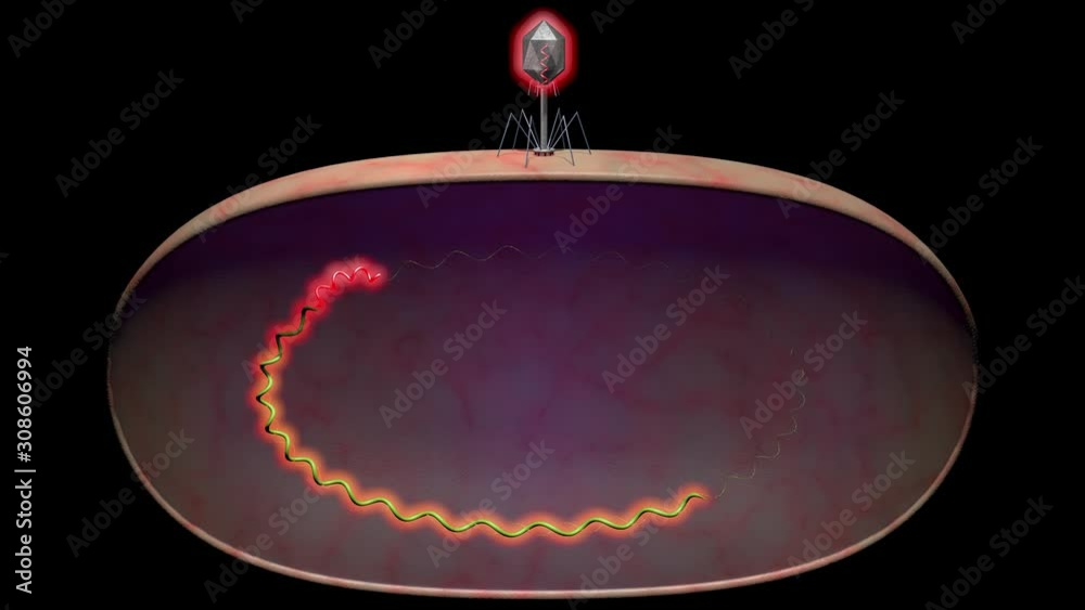Bacteriophage infecting and killing bacteria . Lysogenic cycle, viral ...