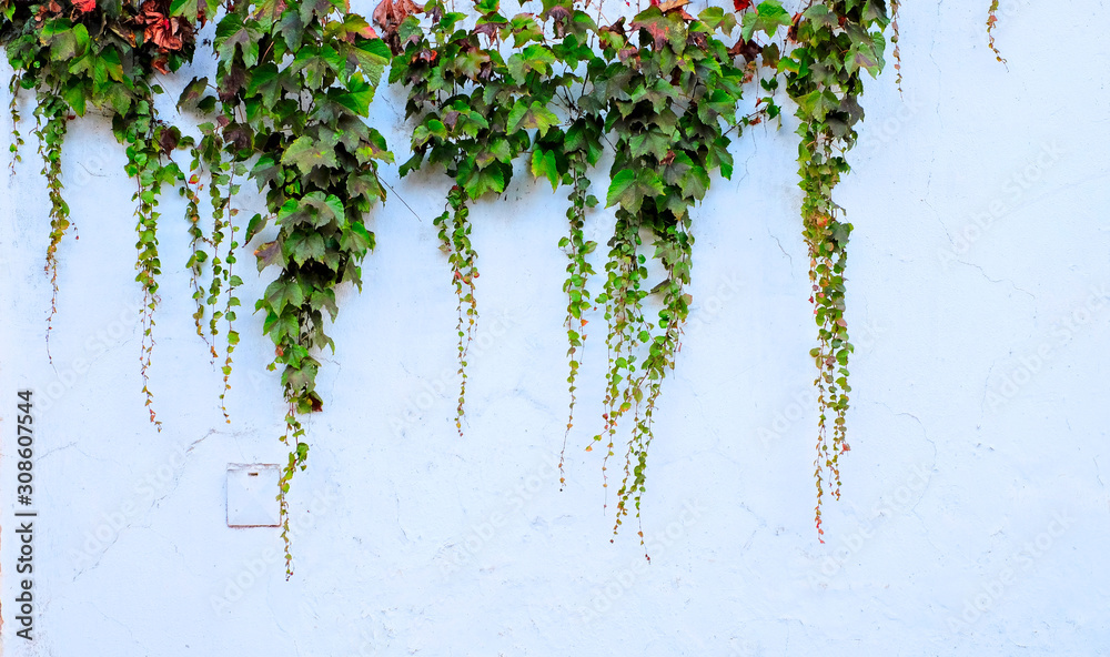 Lush green grape vine hanging down a white wall background. Stock Photo ...