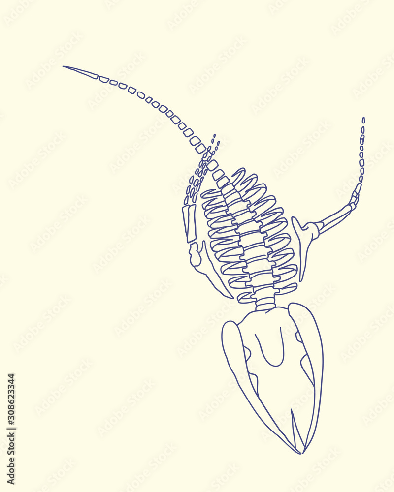 Whale's skeleton vector line illustration. Biology illustration. Stock ...