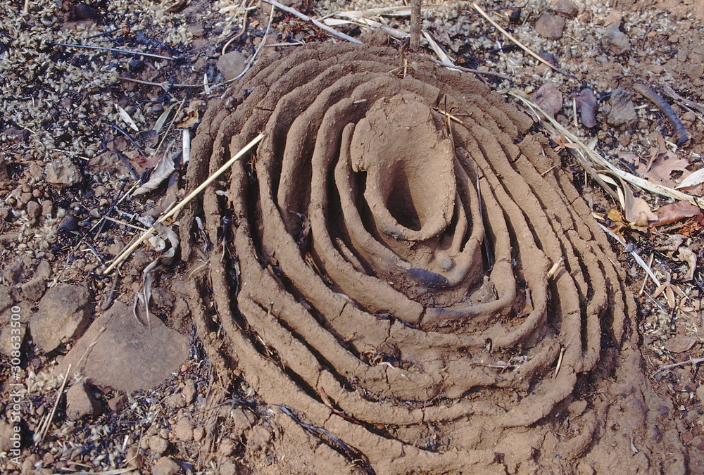 Harvester ants. These ants live in colonies. They collect grass seeds ...