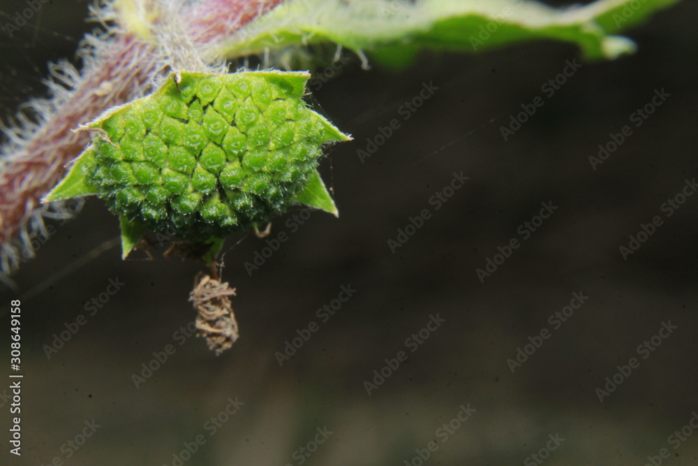 Eclipta prostrata Seed pod macro commonly known as false daisy, yerba ...
