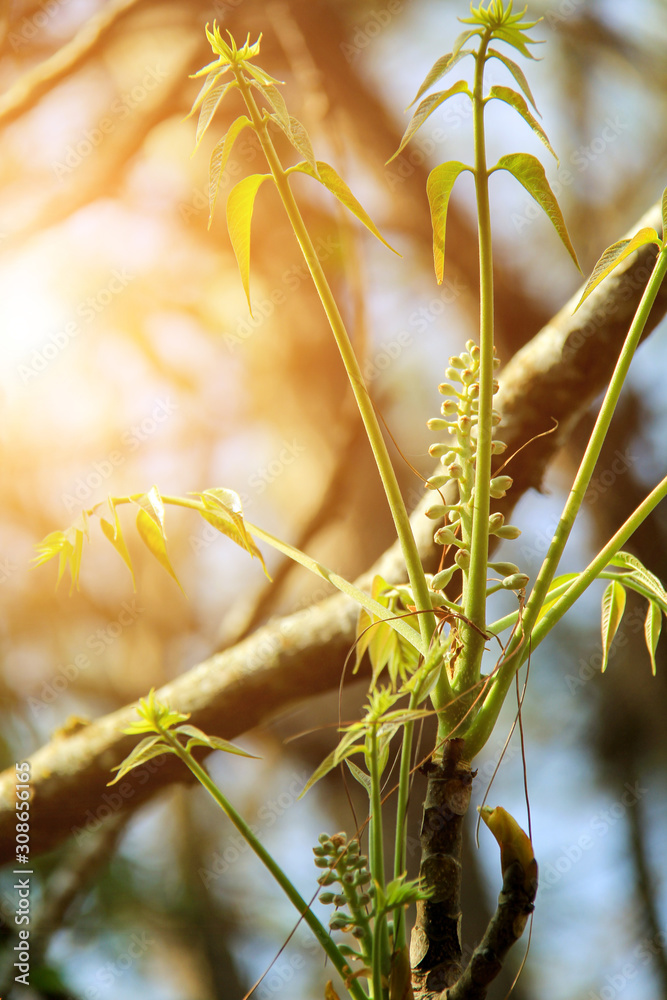 Bretschneidera sinensis, Bretschneidera sinensis bud, ChomphuPhukha ...