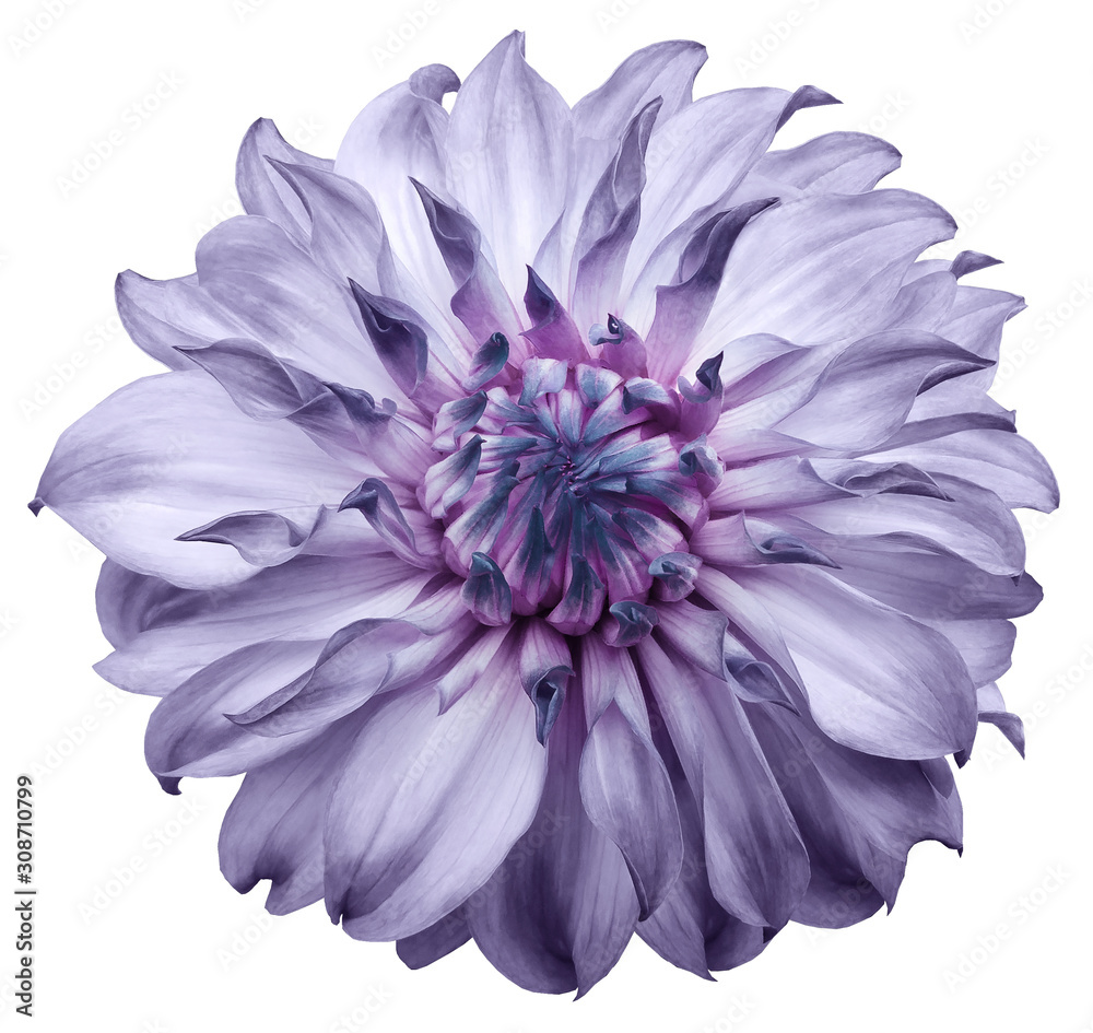 Light Purple Flower Images