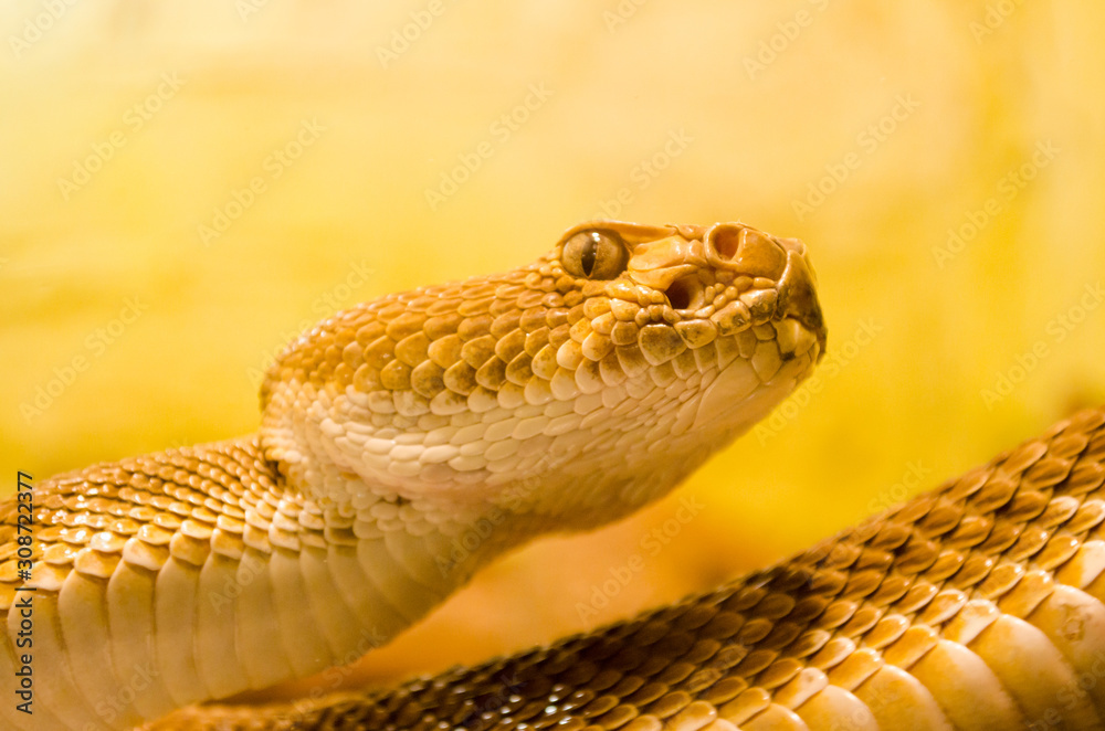 Portrait of a venomous snake that basks under the yellow beams of a ...