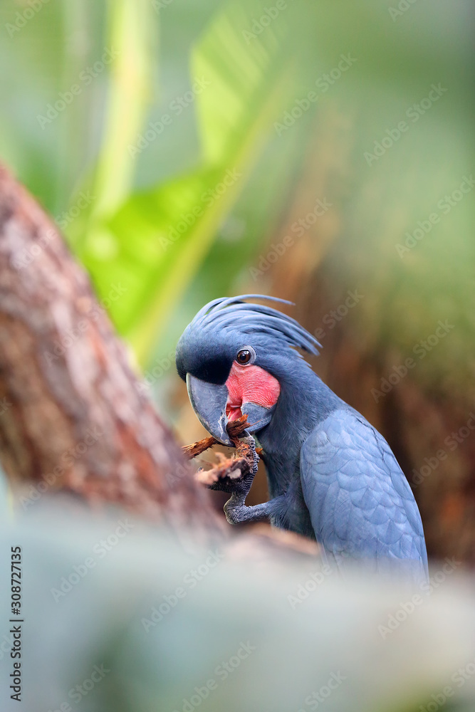 The palm cockatoo (Probosciger aterrimus), also known as the goliath ...