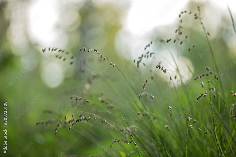 Melica nutans, known as mountain melick is a grass species in the ...