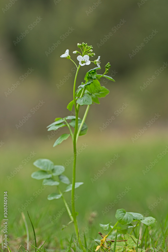 Cardamine Amara