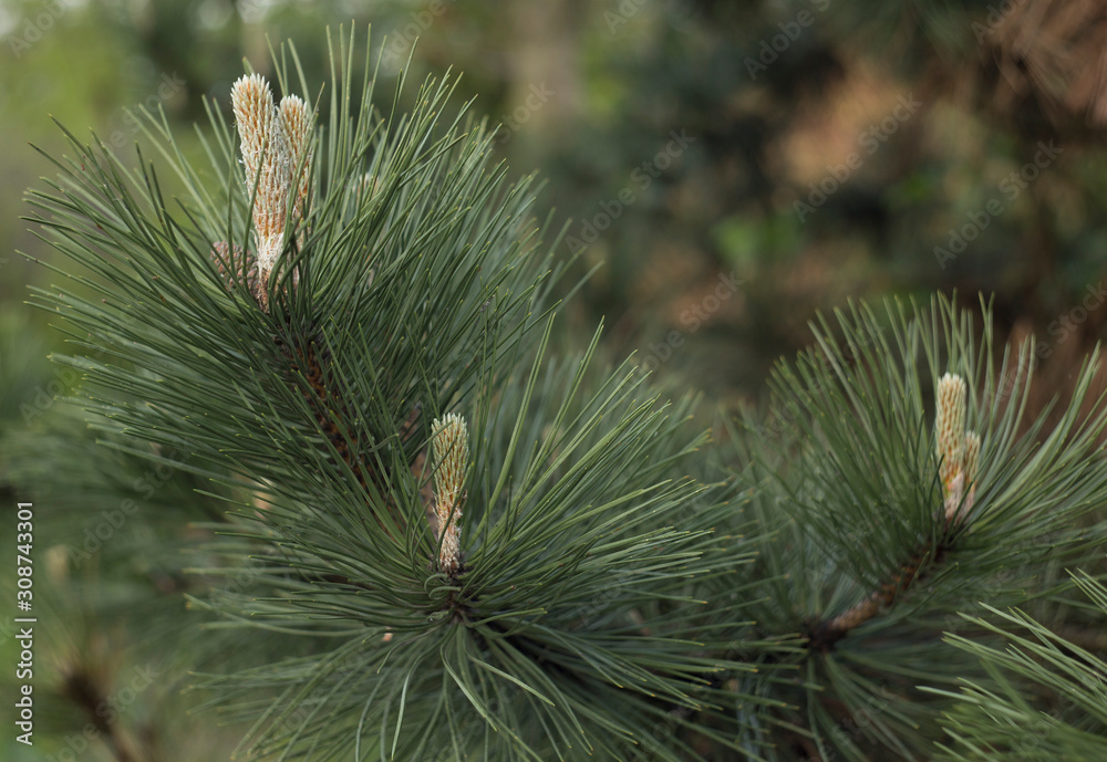 Black pine branch - Latin name - Pinus nigraa. Branches with pine needles and cones Austrian ...