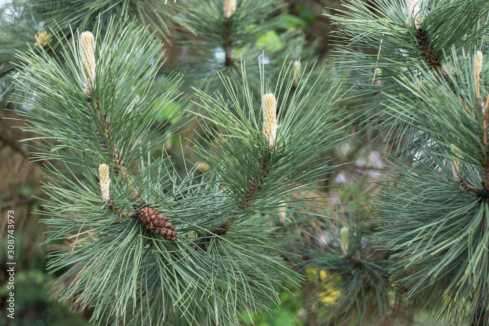 Black pine branch - Latin name - Pinus nigraa. Branches with pine needles and cones Austrian ...