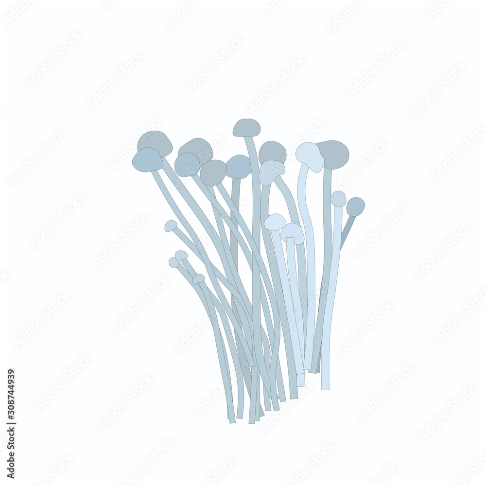 Vector stock illustration of natural raw white mushrooms Enoki with ...
