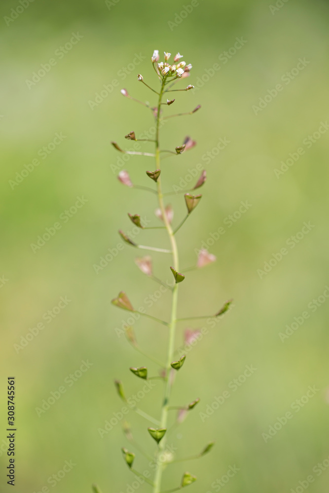 The plant shepherd's purse (Capsella bursa-pastoris) belongs to the ...