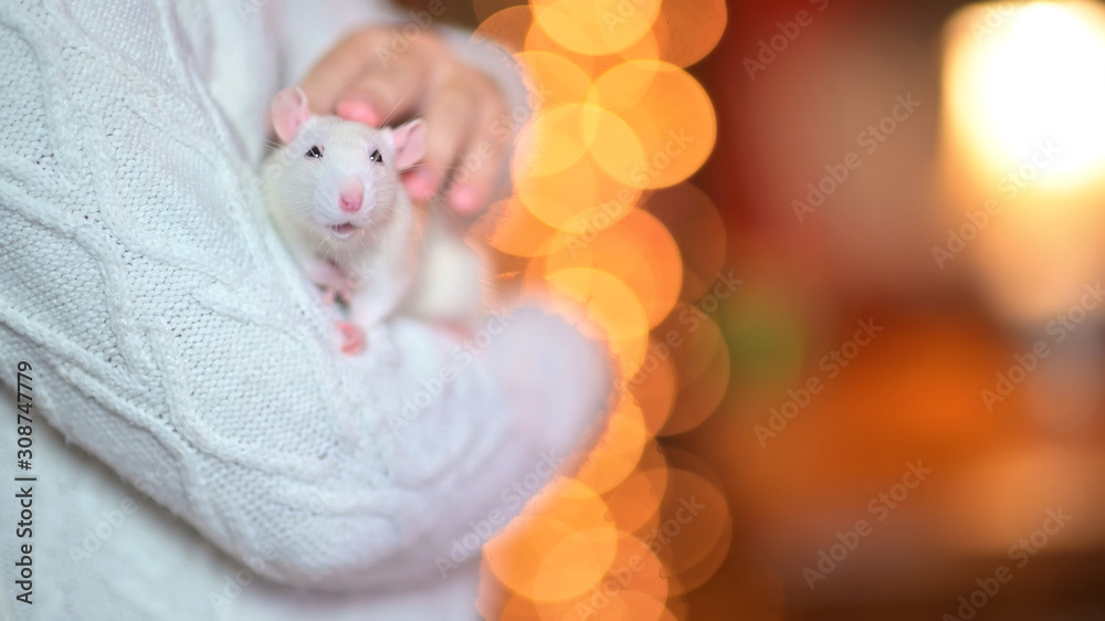 The girl holds in her arms and strokes a funny white rat on a ...