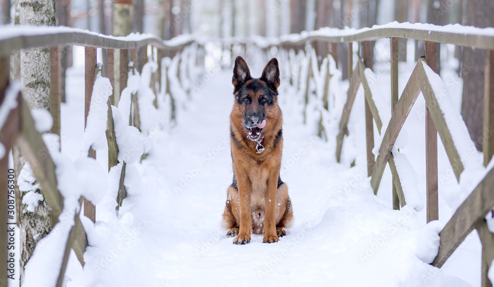 Dog breed German shepherd sits on a snow bridge and licks his lips ...