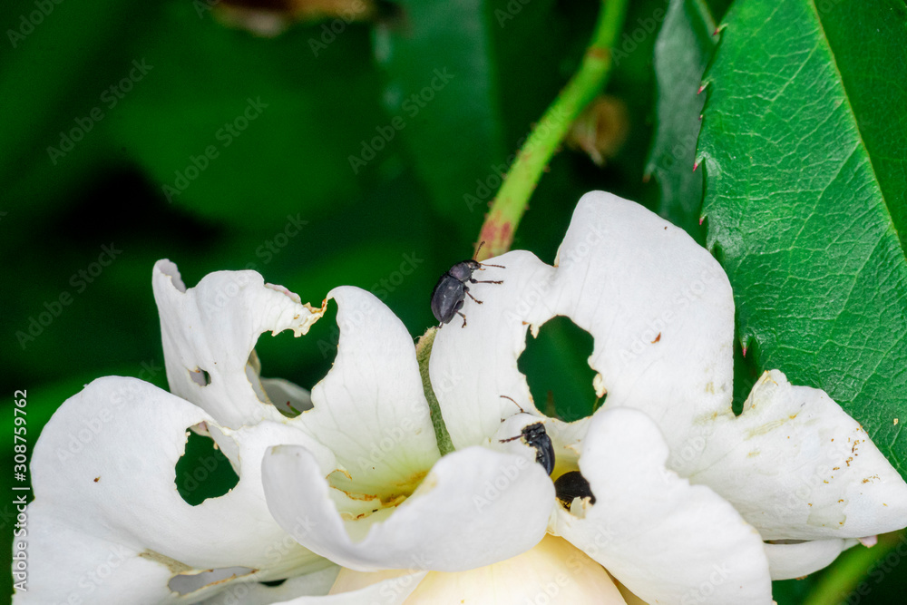 Beetle plague, rose eater, destroyer of roses. plague. Stock Photo ...