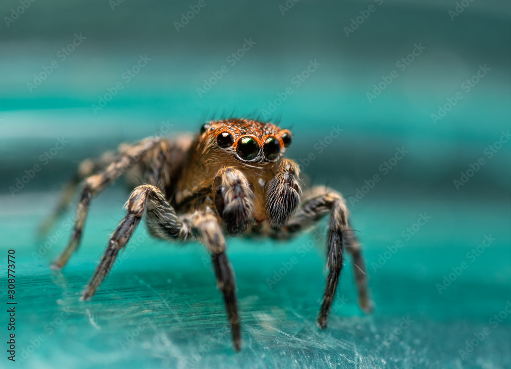 Absolutely adorable, tiny little Naphrys pulex jumping spider holding ...