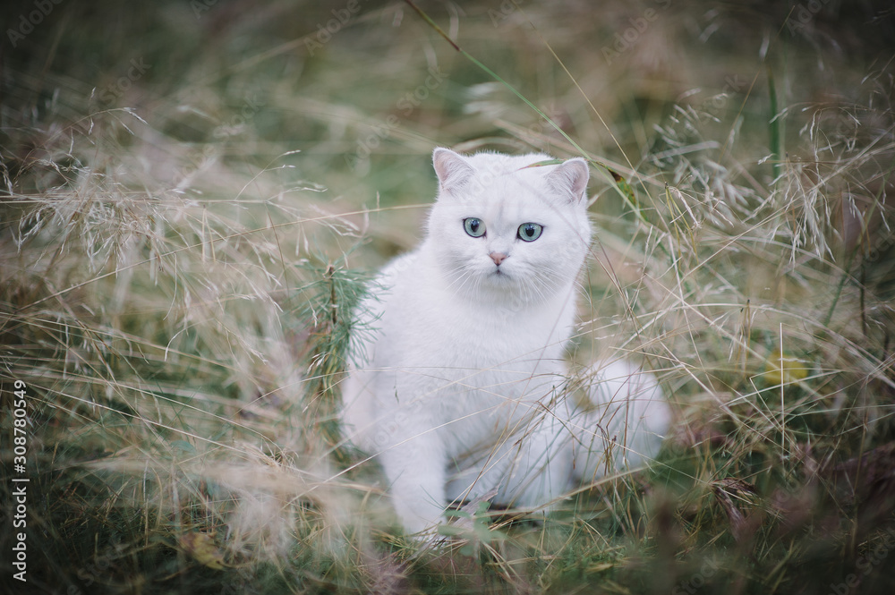 British Shorthair Silver Shaded
