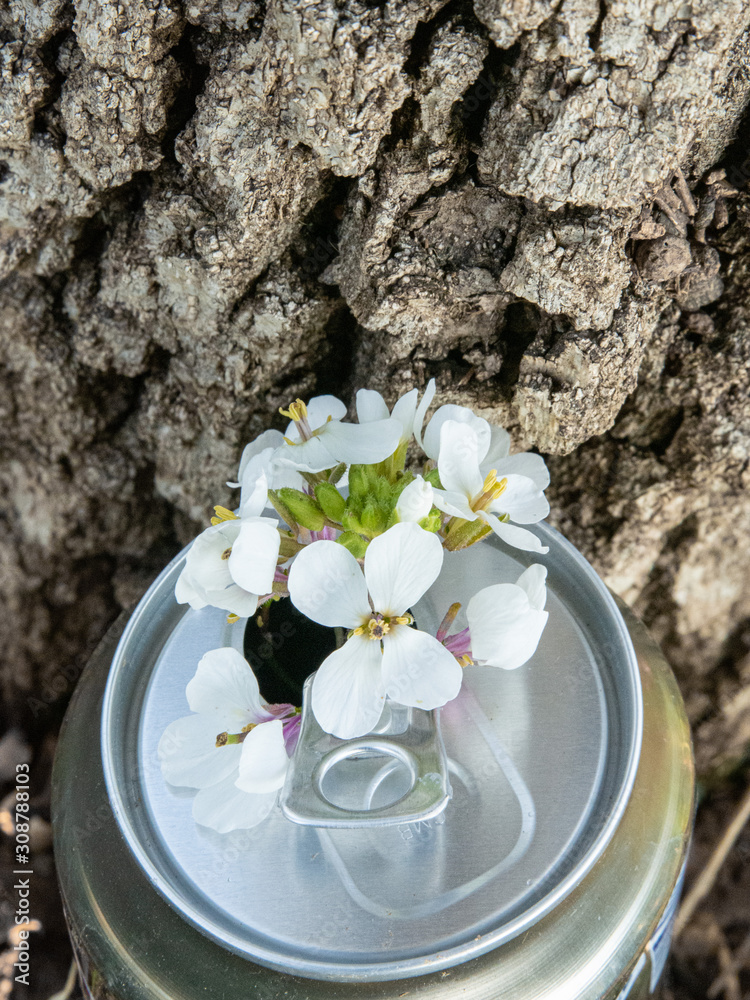 Pequeñas flores blancas naciendo de una lata de refresco al pie del ...