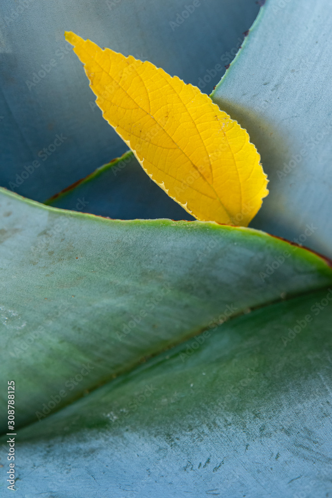 Foto de Texturas y contrastes: hoja amarilla de otoño posada sobre la ...