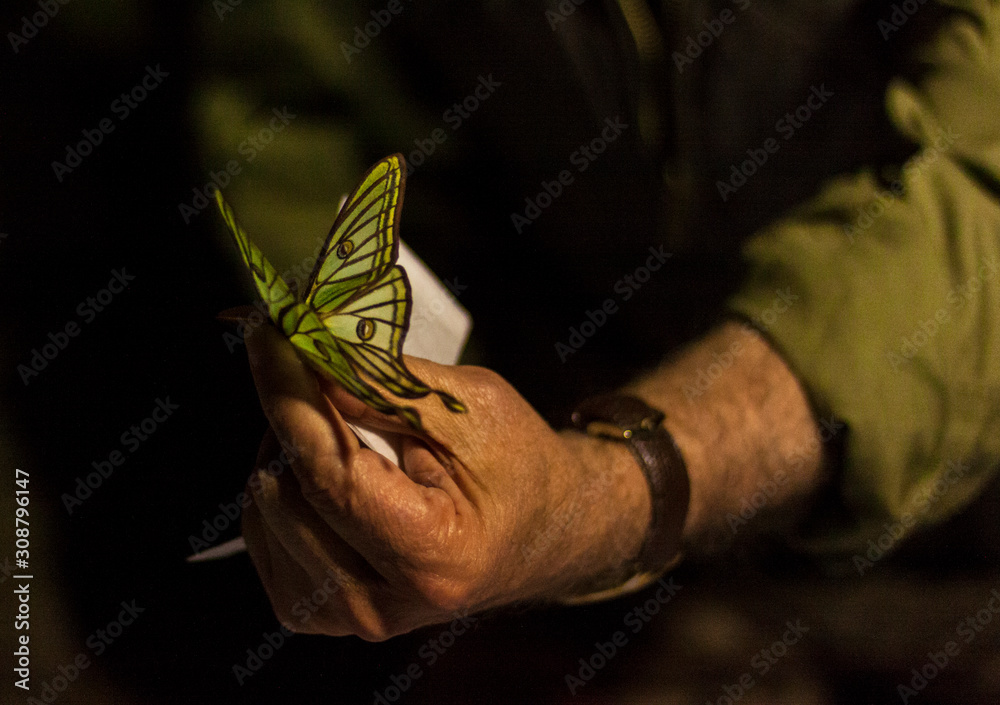 Night butterfly, beautiful Elizabethan butterfly. Insect in nature. In ...