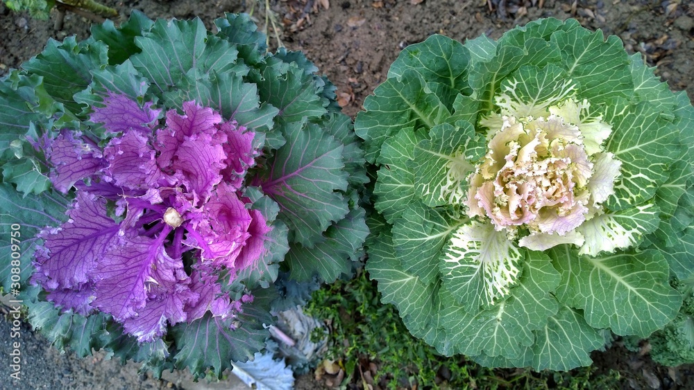 Brassica oleracea var acephala Osaka Red Linnaeus, Cole, Flowering ...