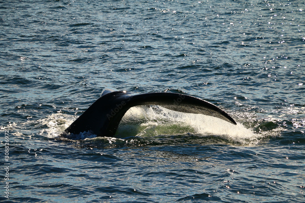 Foto de cola de ballena asomando del agua antes de saltar do Stock ...