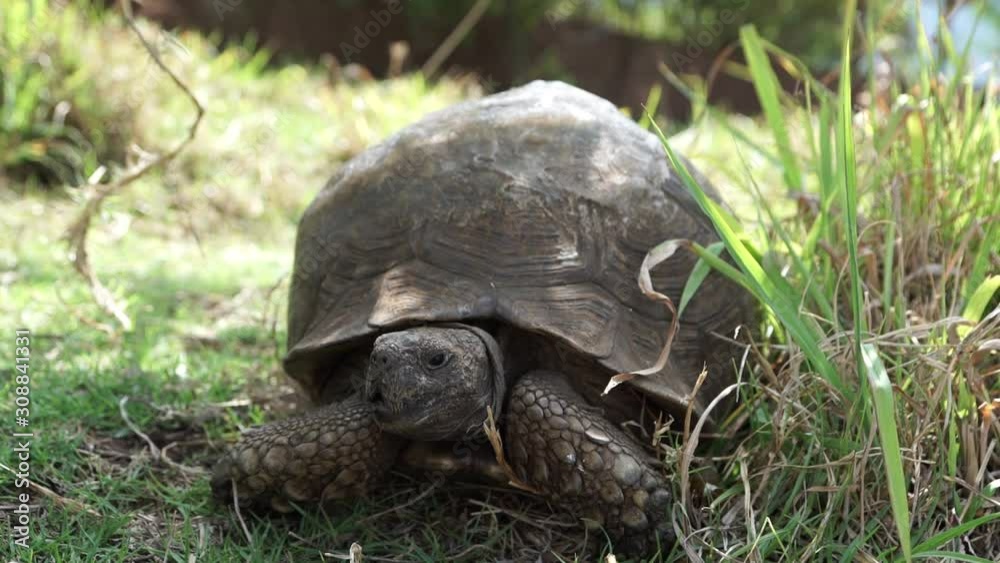 A single tortoise sitting in the grass opening and closing its mouth ...