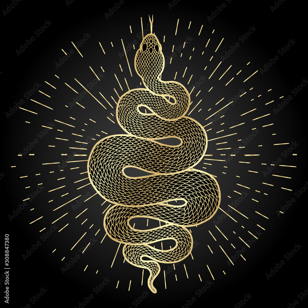 Coiled snake detailed illustration Stock Vector | Adobe Stock