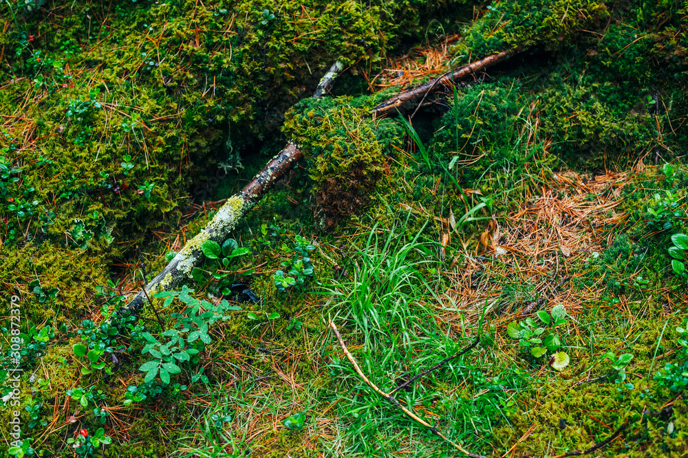Beautiful taiga background with rich flora on mossy streep slope. Fresh ...