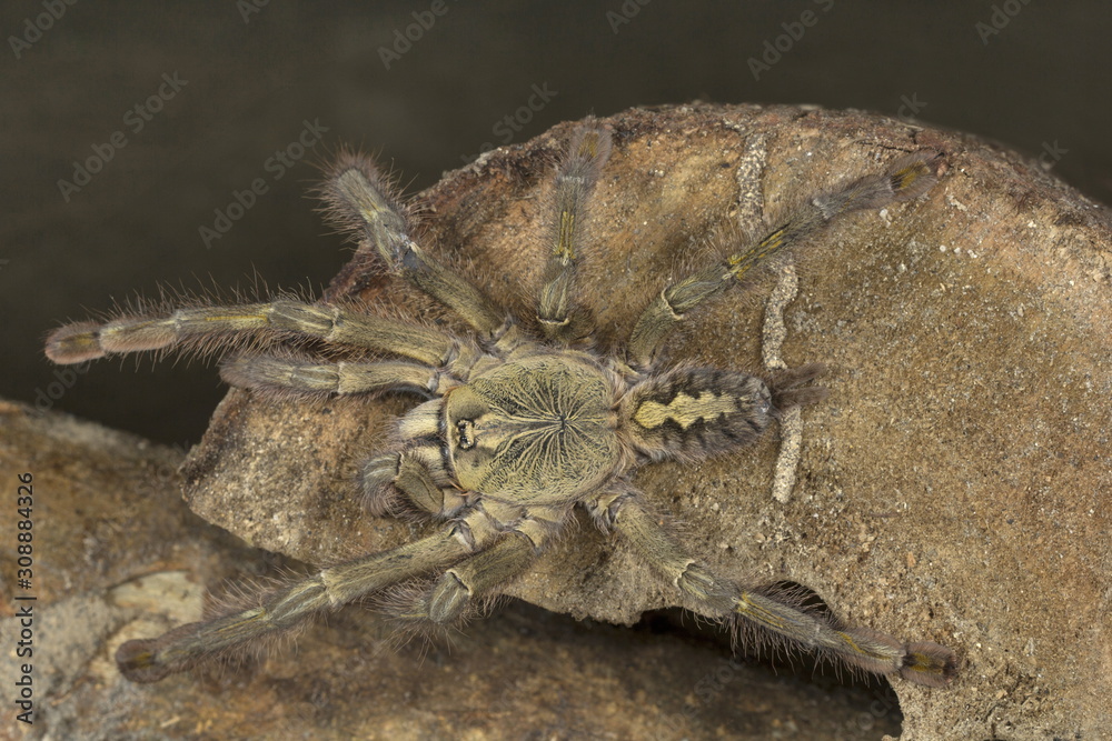Poster Reddish parachute spider, Poecilotheria rufilata, Theraphosidae ...