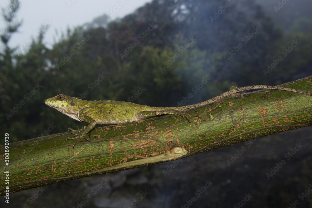 Anaimalai spiny lizard, Salea anamallayana, Agamidae at Anamudi shola ...
