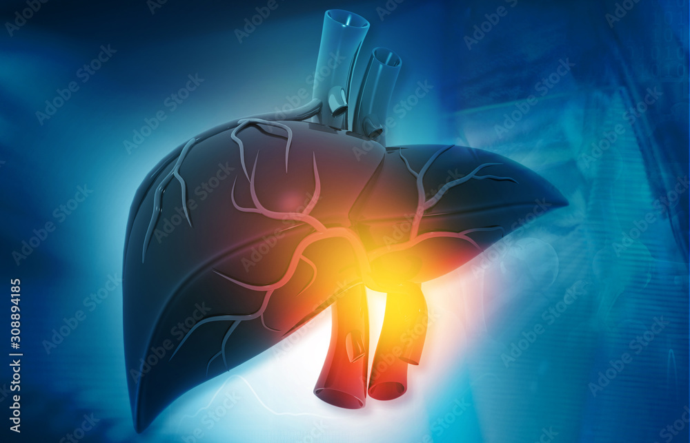 Human Liver Anatomy on medical background. 3d illustration Stock ...