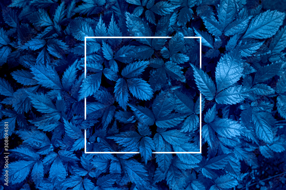 Plant background representing the color of the year 2020 classic blue ...